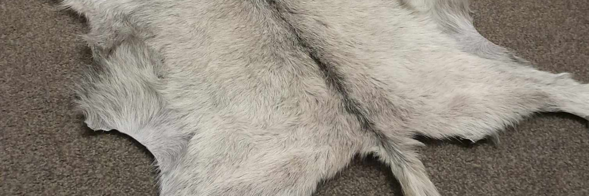 A Guide To Tanning Skins At Home | New Zealand Deerstalkers Association Inc