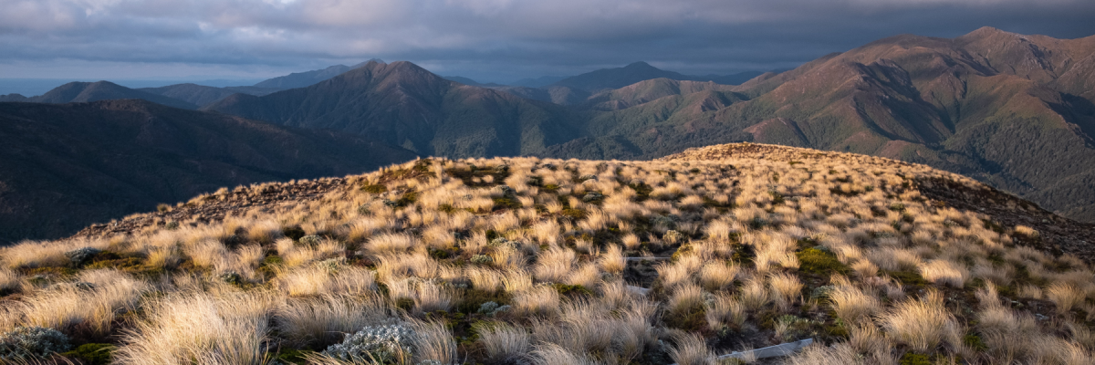 Kaimanawa Remote Experience Zone Aerial Deer Management | New Zealand ...
