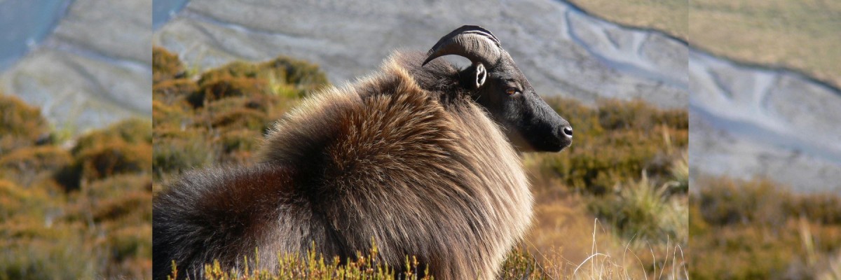 Tahr, A Complex Issue | New Zealand Deerstalkers Association Inc